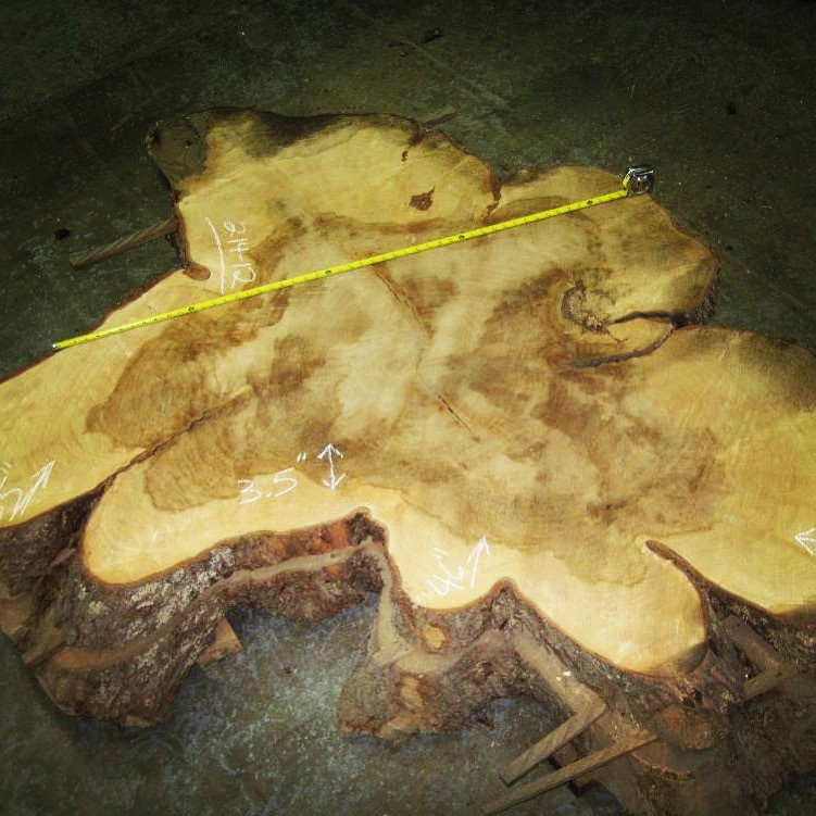 Big Leaf Maple Buttress in Stock | Thorogood