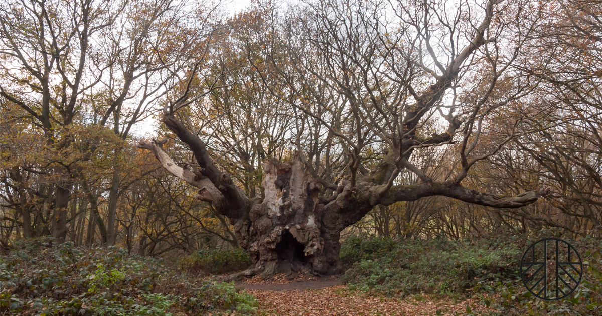East Anglia's Spookiest Tree | Thorogood